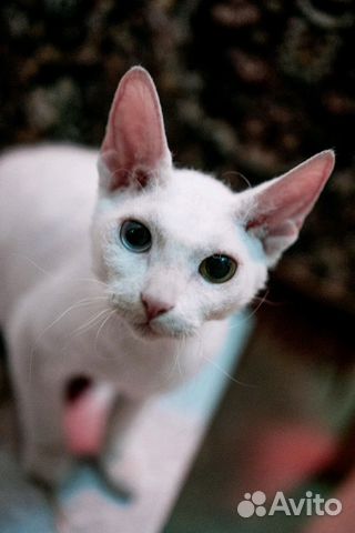 Разноглазый белый котёнок девон-рекса
