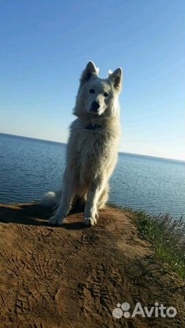 Кобель бшо вязка