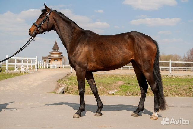 Продается Спортивная кобыла