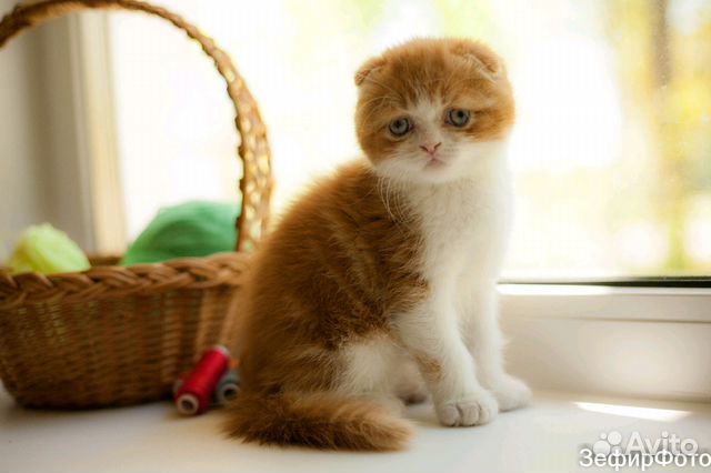 Вислоухий котик