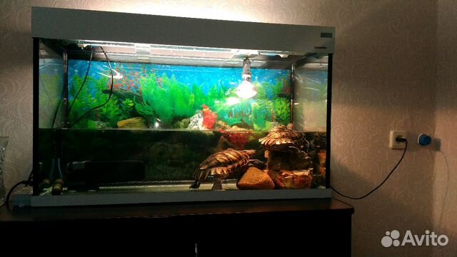 Аквариум с 2 черепахами