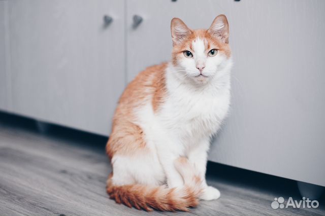 Кот Физалис ищет дом