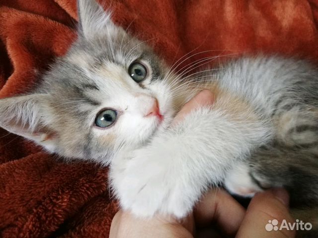 Котенок