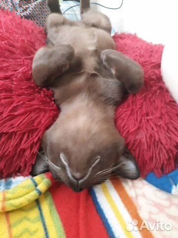 Яркая бурма девочка и мальчик соболь