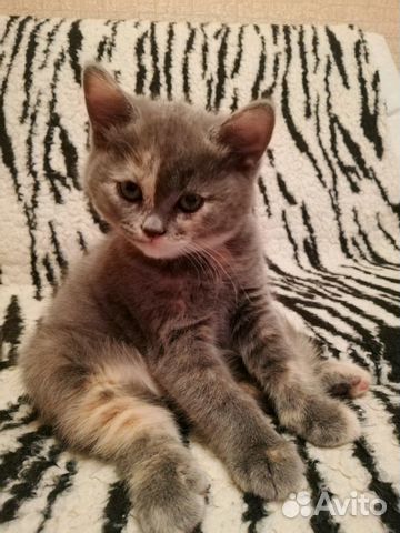 Кошечка Британка голубо-кремовая