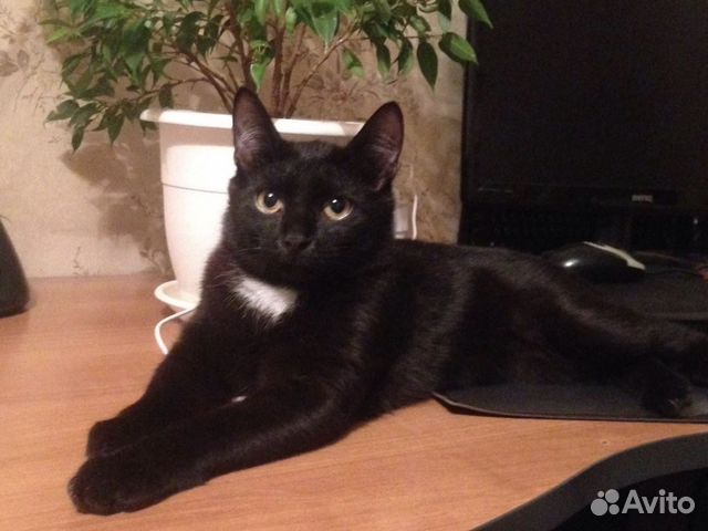 Маркиз котик 8 мес в добрые руки