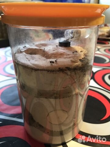 Муравьиная ферма