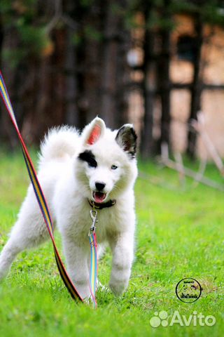 Щенки якутской лайки