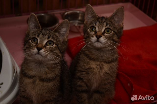 Котята девочки 2,5 мес