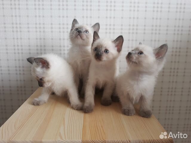 Жизнерадостные мальчики и девочка