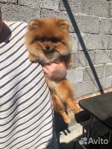 Цвергшпиц мальчик