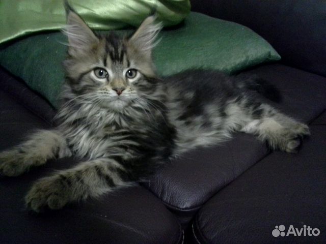 Котята Мейн Кун