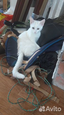 Белая принцесса в добрые руки