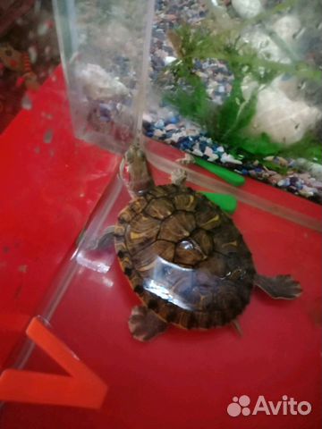 Черепахи красноухие с черепашником
