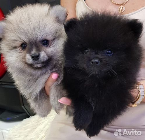 Чудесные 2 медвежонка шпица