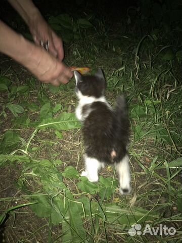 Котёночек- мальчик