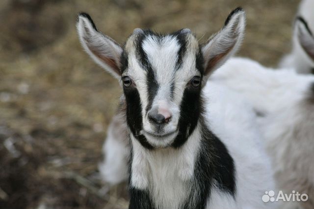 Альпийский козлик