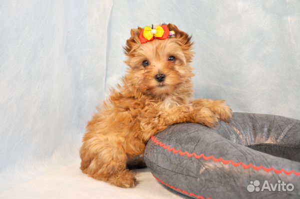 Симпатичная девочка-русалка предлагаю