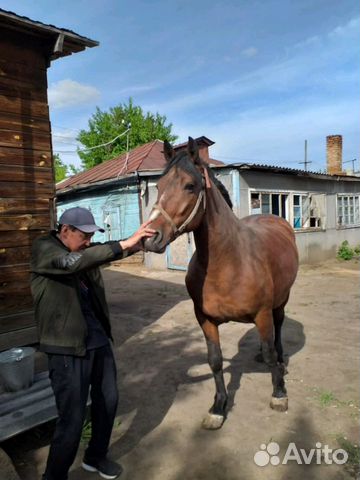 Продаю жеребую кобылу