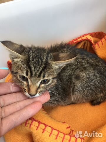 Котёнок Найдёныш Отдам