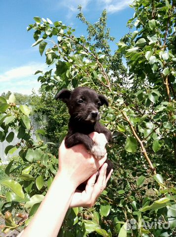 Мелкий щенок мальчик