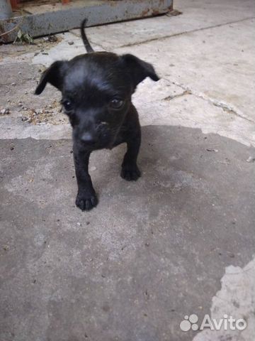 Отдаю в хорошие руки щенка таксы