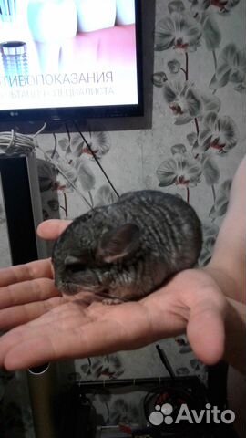 Продам шиншилёнка