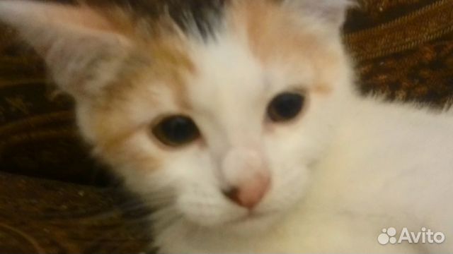 Золотистая трехшерстная кошечка