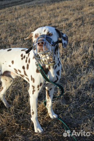 Красавец далматин в дар