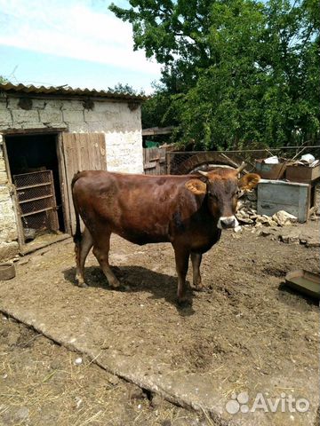 Тёлка, стельная