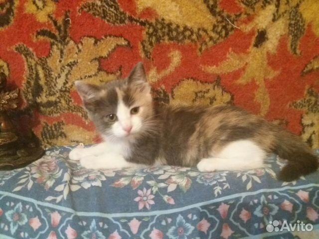 Котенок в добрые руки
