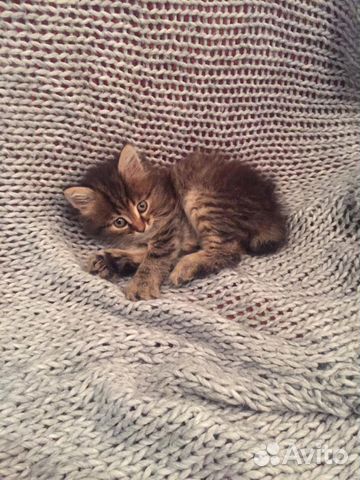 Маленький рысёнок ищет дом