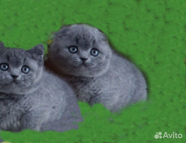 Вислоухие Маврикй котенок иВислоухая Мавра