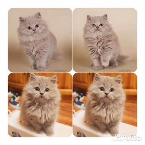 Очаровательный домовенок