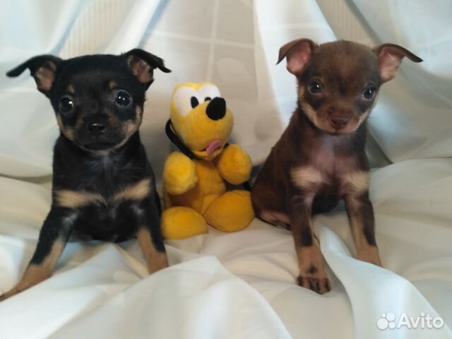 Миники русского Тоя