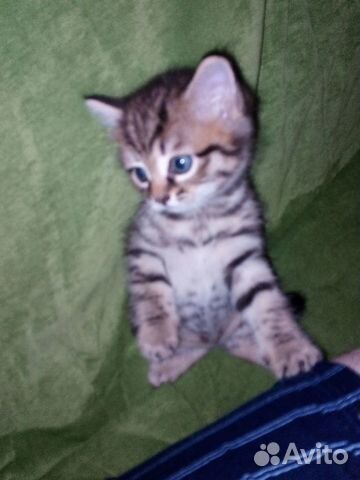 Котенок Шустрик д.р.2 мая