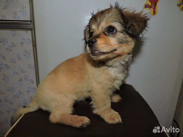 Чихуахуа метис