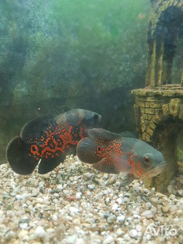 Рыбки Астронотус тигровый