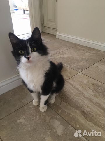 Котик Чарлик