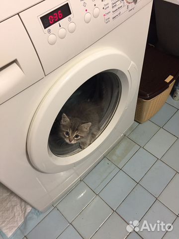 Котенок (девчонка)