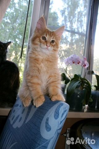 Мейн кун котенок. 3мес