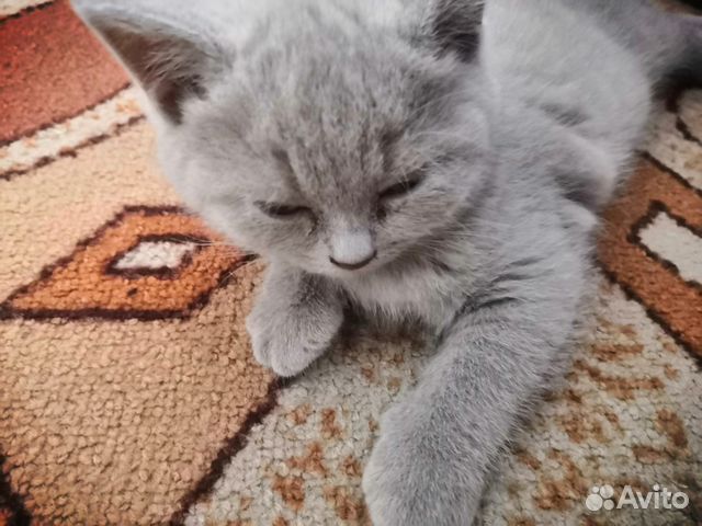 Котенок Шотландец (Чистокровный)