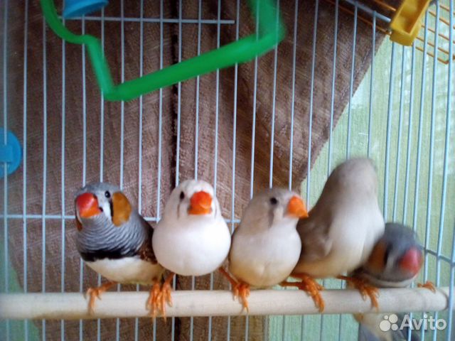 Амадины зебровые (3-4 месяца)