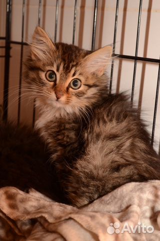 Пушистая девочка 2 мес