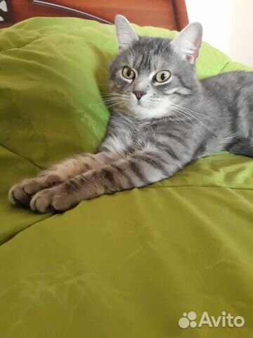 Котик Теодор ищет дом