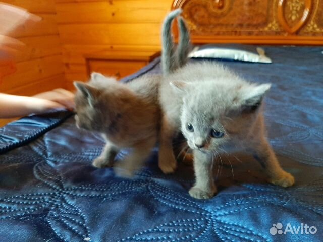 Котята шотландские