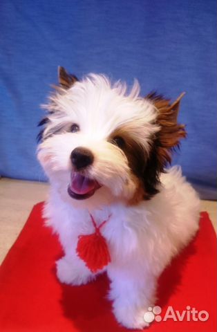 Мальчик и 2 девочки Биверы