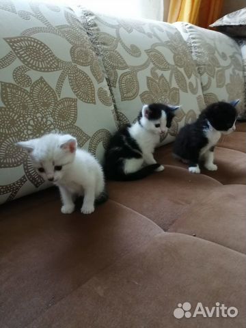 Очаровательные котята 1.5м