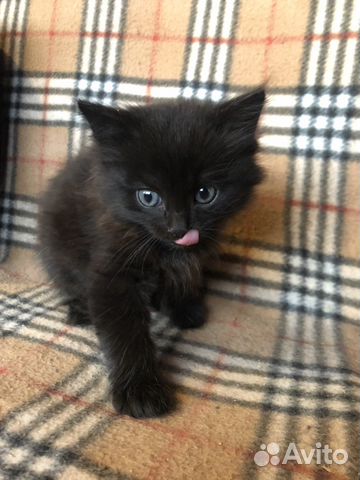 Котята