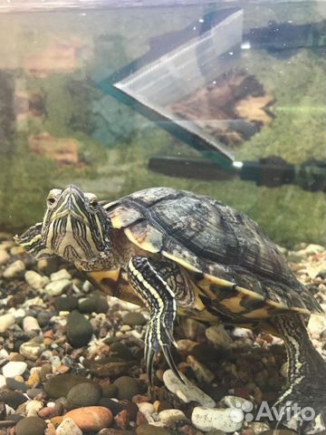 Отдам Красноухую Черепаху
